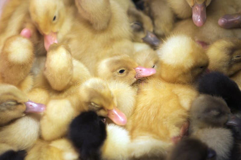 Horizontal Pile of Cute Yellow Ducklings Stock Photo - Image of ...