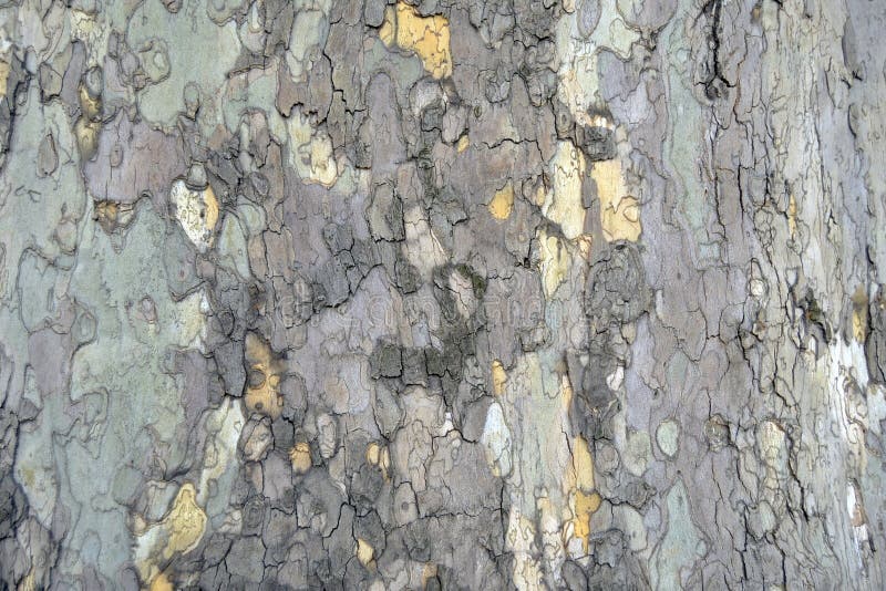 Horizontal Platanus Tree Bark Texture Stock Image - Image of hardwood ...