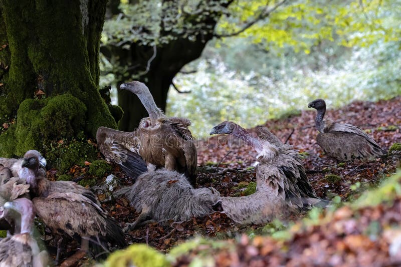 Horizontal Portrait of a Group of Vultures Disputing Their Fallen Sheep ...