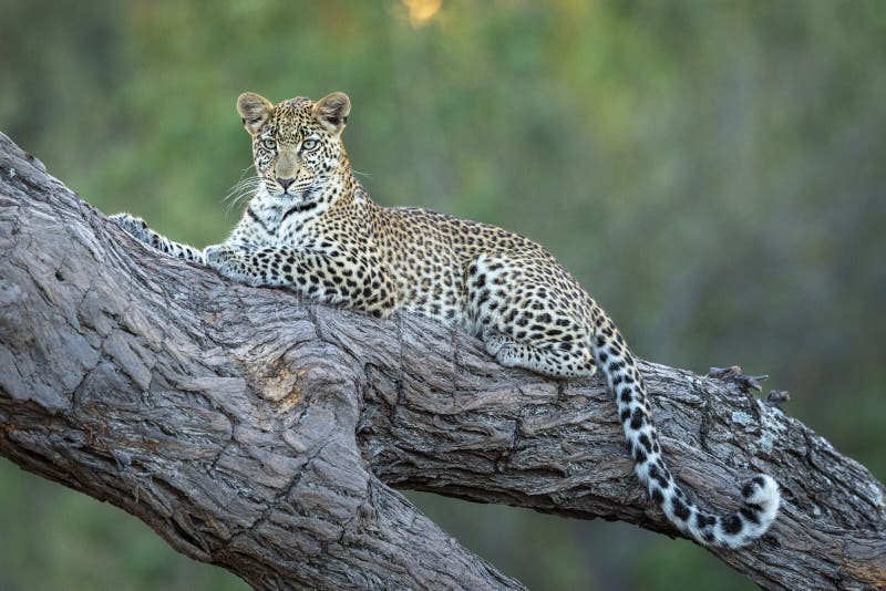 Female Leopard Horizontal Full Body Portrait Stock Photos - Free ...