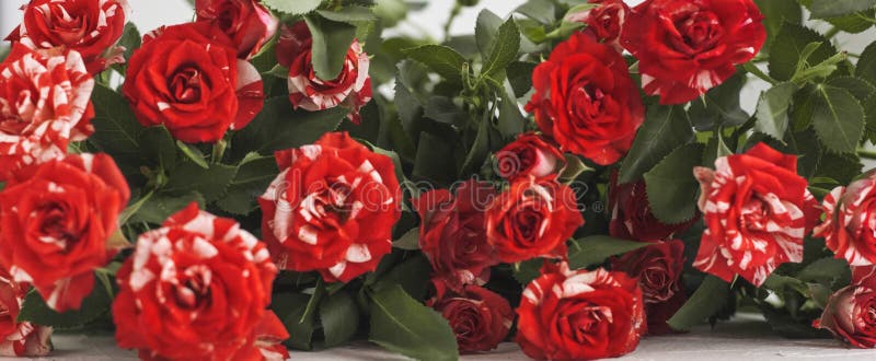 Horizontal Postcard with Numerous Beautiful Little Roses Stock Photo ...