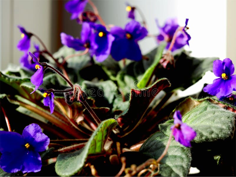 Horizontal Dramatic Purple Flower Object Background Stock Photos - Free ...