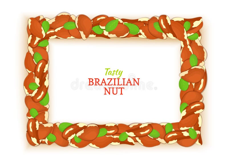 Brazilian Nut Horizontal Seamless Border. Vector Illustration Card ...