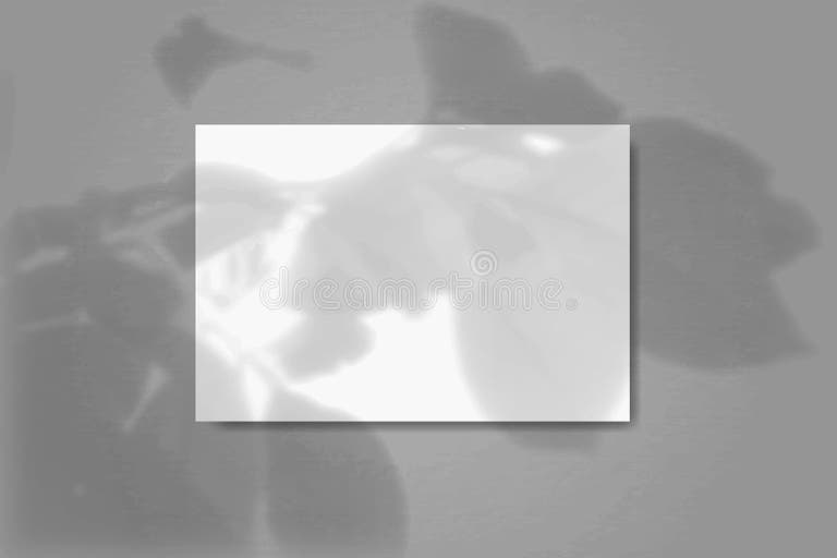 A Horizontal Rectangular Sheet of White Paper on the Background of a ...