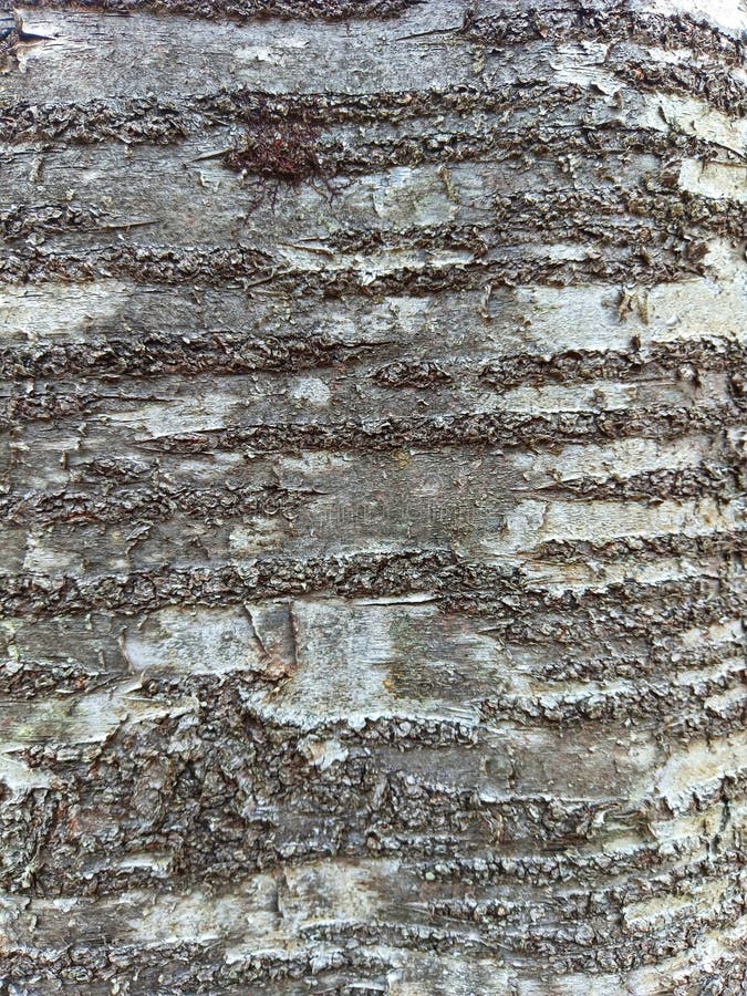 Tree Bark Texture. Nature Texture. Nature Relief. Background Nature ...