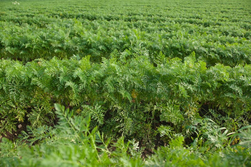 The Horizontal Rows of Carrot Stock Image - Image of lines, farm: 45358845