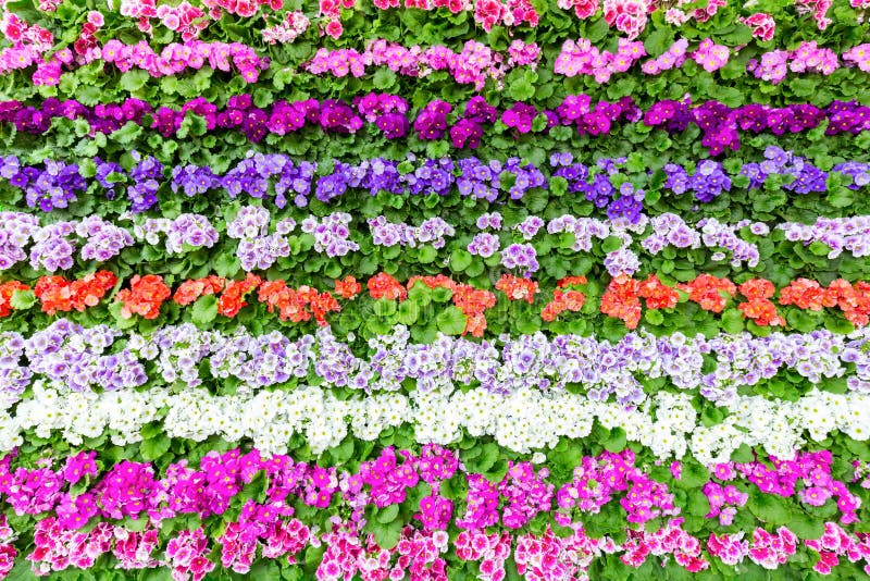 Horizontal Rows of Various Colored Flowers Stock Photo - Image of ...