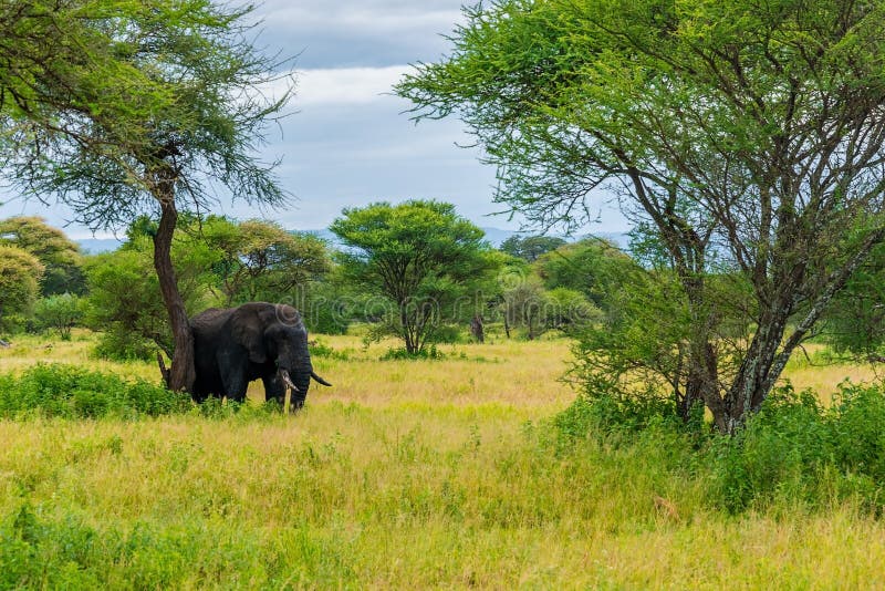 Horizontal Shot of an African Elephant Walking in a Field during ...