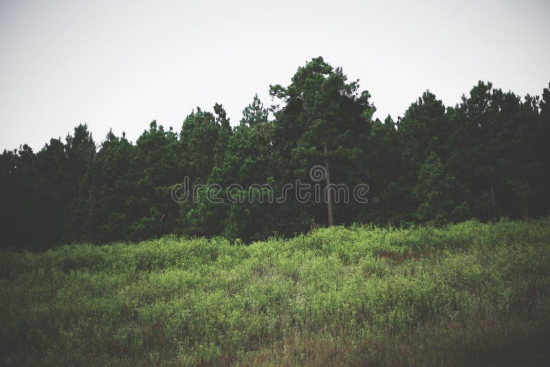Horizontal Shot of a Beautiful Green Forest with a Green Field in Front ...