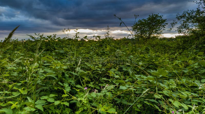 Landscape, Greenery, Nature, Wallpaper Stock Image - Image of nature ...