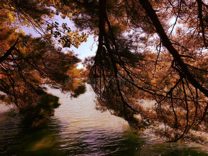Horizontal Shot of the Beautiful River with Leaning Trees in the Autumn ...