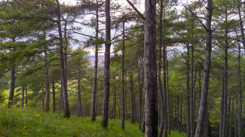 Horizontal Shot of Beautiful Thin Trees in a Forest at Daylight Stock ...