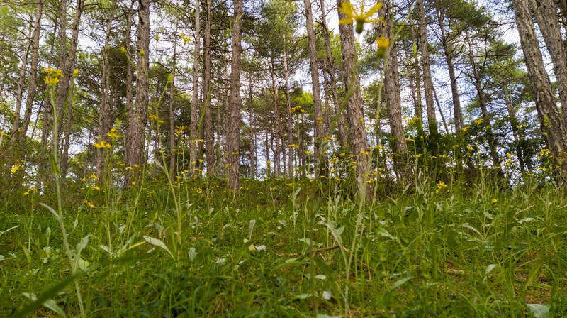 Horizontal Shot of Beautiful Thin Trees in a Forest at Daylight Stock ...