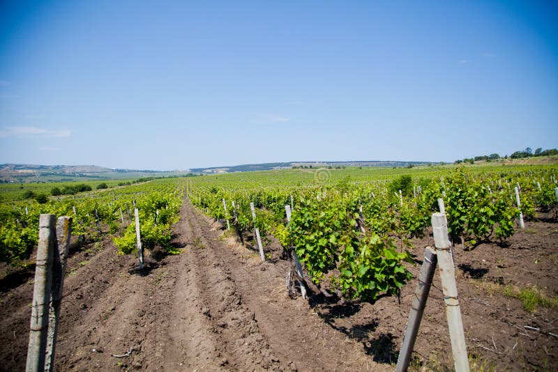 Horizontal Shot of Central European Vineyard Stock Image - Image of ...