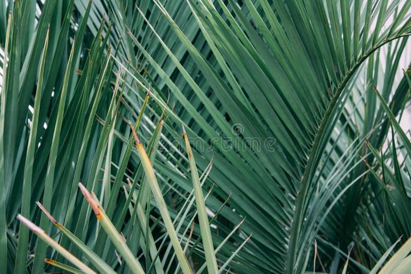Horizontal Shot of a Dense Palm Tree with Sharp Leaves - Perfect for ...