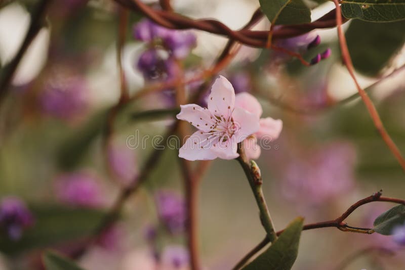 Horizontal Shot of Flowered Tree Branch Stock Image - Image of tree ...