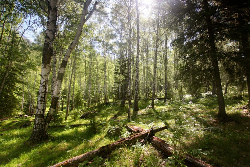 Horizontal Shot of a Green Tree Forest and Sun Rays Showing through the ...