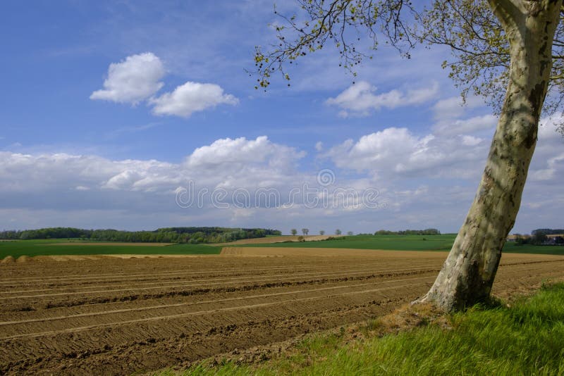 Horizontal Shot of Land and an Isolated Tree with Dry Leaves Under the ...