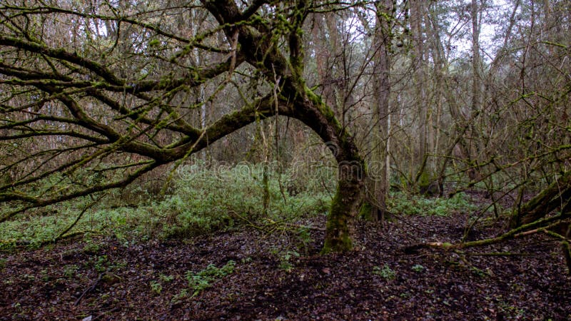 Horizontal Shot of a Leafless Crooked Tree Covered in Moss in a Creepy ...