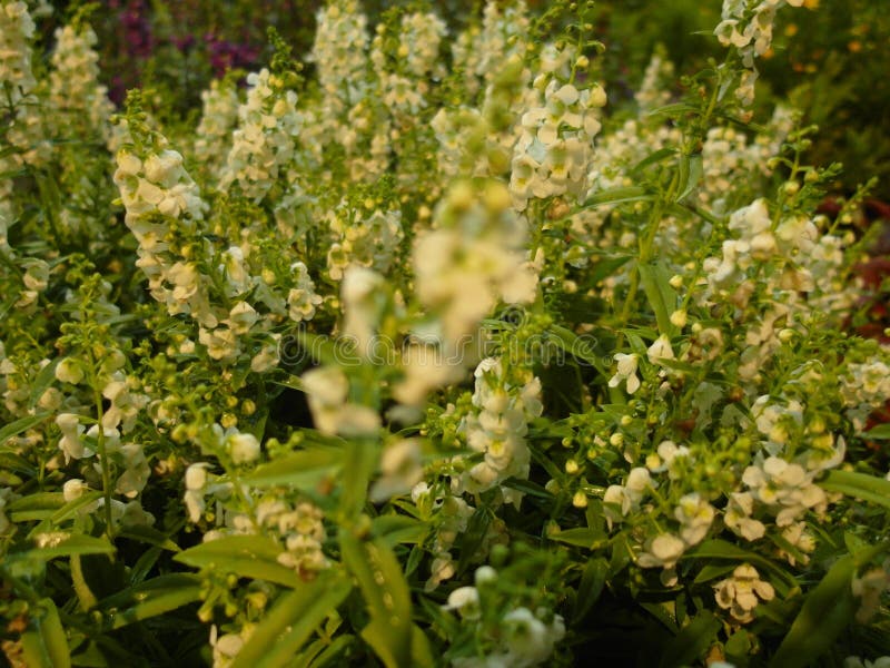 Horizontal Shot of Mega Pearl Hydrangea Flowers at Daylight Stock Image ...