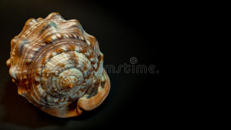 Nutmeg Seashell Stock Photos - Free & Royalty-Free Stock Photos from ...