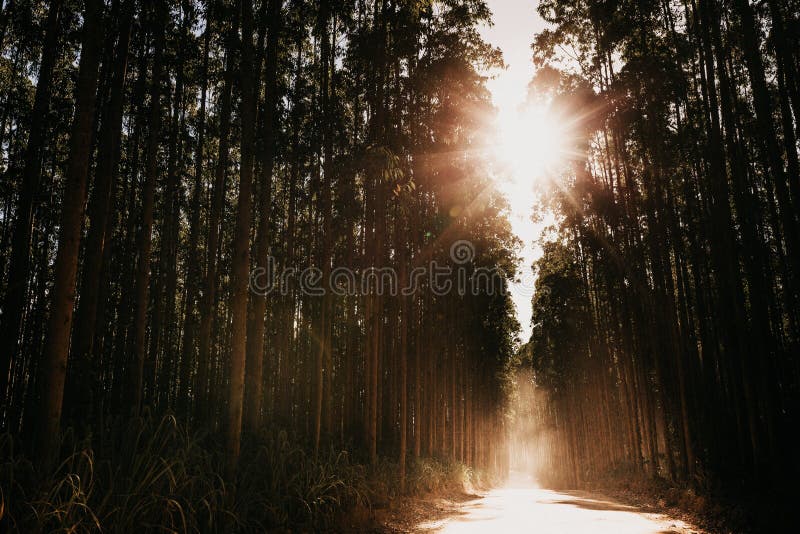 Horizontal Shot of a Path through a Forest with Tall Thin Trees with ...