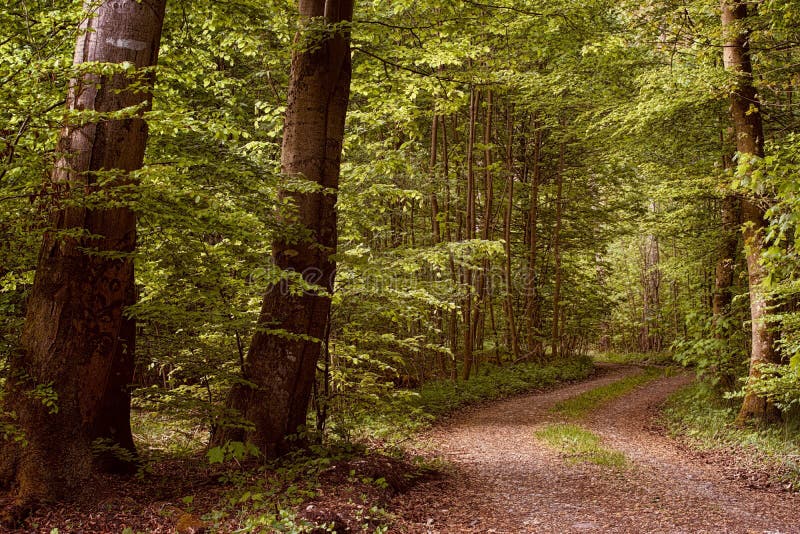 Horizontal Shot of a Path in the Forest with Tall Trees Stock Photo ...