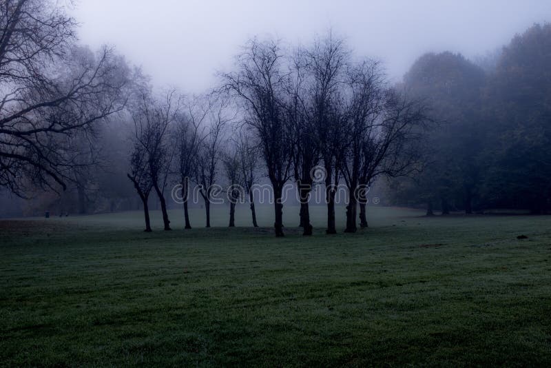 Horizontal Shot of a Range of Bare Trees in the Forest, Covered with ...