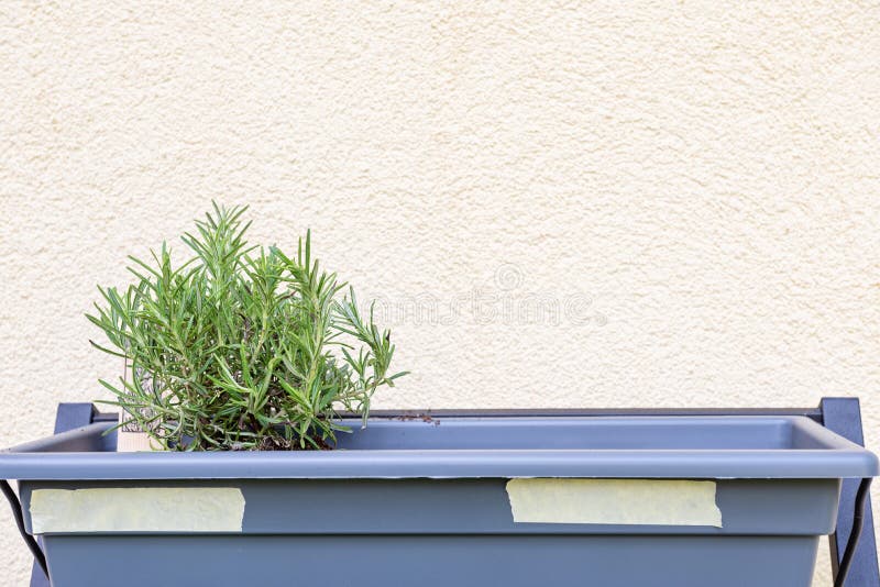 Horizontal Shot of Small Rosemary on Pot Stock Photo - Image of ...