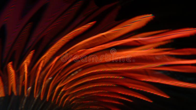 Horizontal Shot of Smooth Red Light Art - Visual Inspiration Stock ...