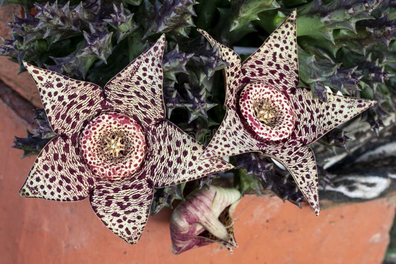 Horizontal Shot of 2 Stapelia Variegata Flowers Stock Image - Image of ...