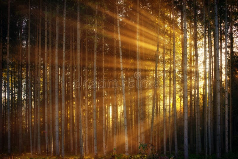 Horizontal Shot of Sun Rays in the Forest with Tall Trees Stock Photo ...