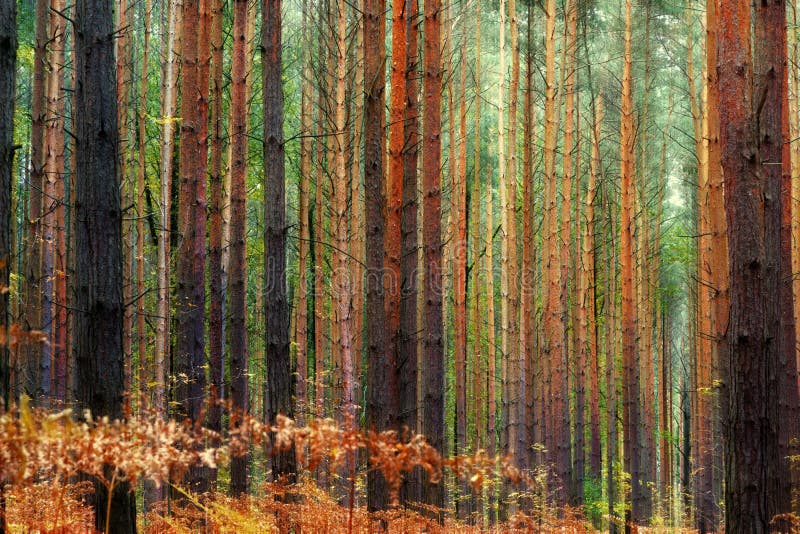 Horizontal Shot of Tall Tree Trunks in the Forest Stock Image - Image ...