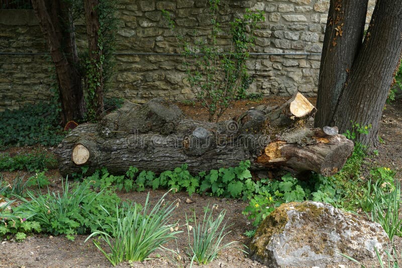 Horizontal Shot of a Thick Felled Tree Trunk Surrounded by Greenery ...