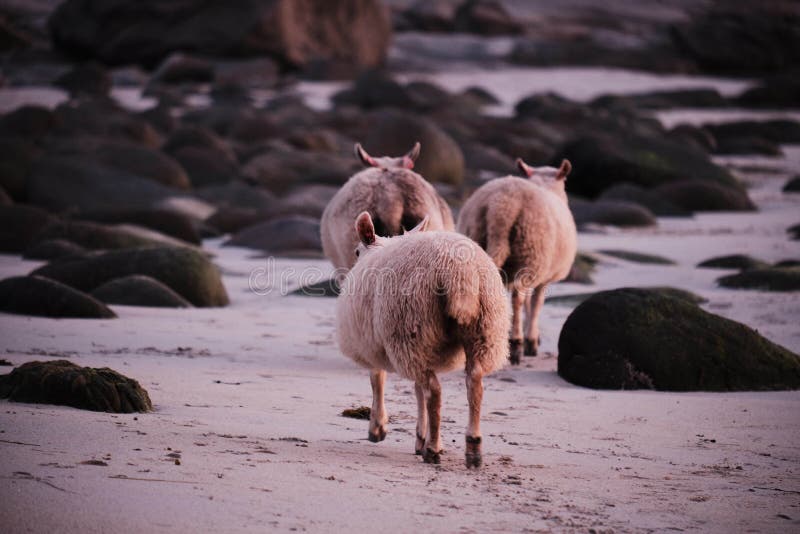 Horizontal Shot of Three Sheep Walking Away on a Sandy Shore with Big ...