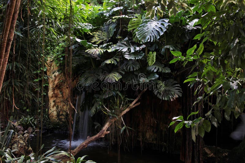 Horizontal Shot of a Tree Branch with Green Leaves and a Waterfall in ...