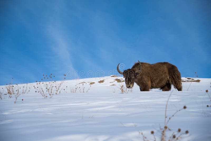Horizontal Shot of Wild Yak in Spiti Valley in Winter Stock Photo ...