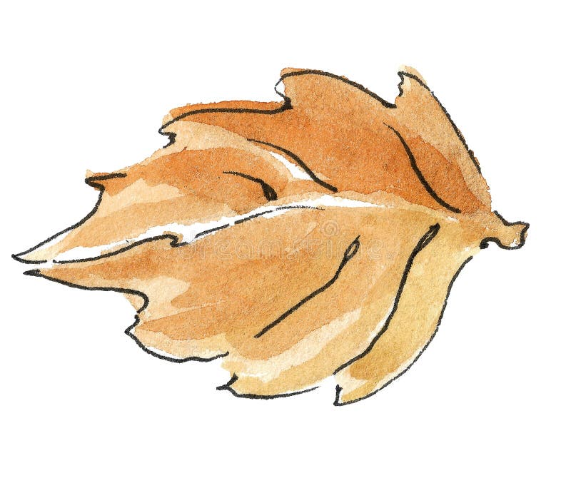 Horizontal Single Image of an Autumn Fallen Leaf Stock Illustration ...