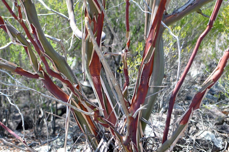Horizontal Striking Eucalyptus Caesia ‘Silver Princess’ Tree Trunks ...