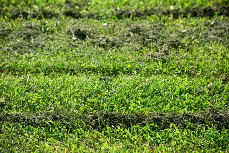 Horizontal Stripes of Mowed Grass on a Green Lawn, Soft Focus Stock ...