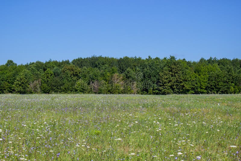 Horizontal Summer Background of Forest and Meadow Stock Photo - Image ...