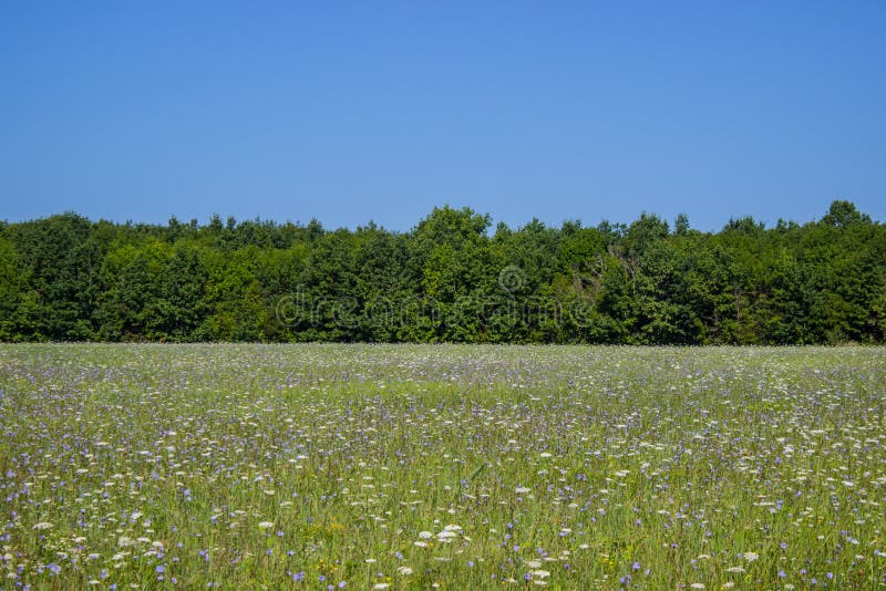 Horizontal Summer Background of Forest and Meadow Stock Photo - Image ...