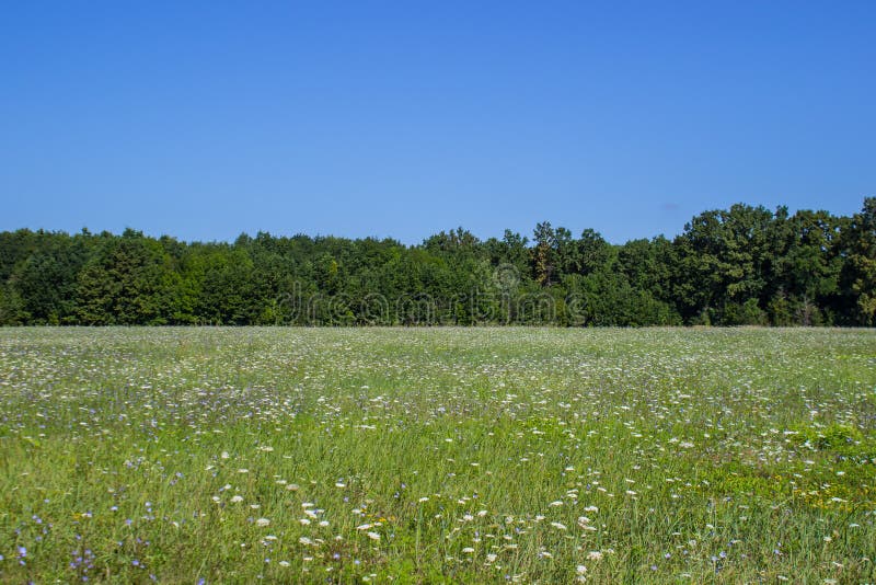 Horizontal Summer Background of Forest and Meadow Stock Image - Image ...