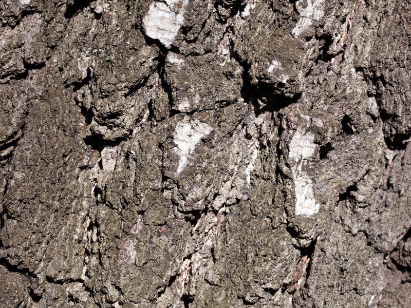 Horizontal Texture of Bark Old Birch. Stock Photo - Image of shadow ...