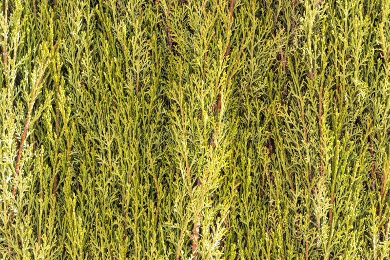 Horizontal Texture of Green Cypress Trees Stock Image - Image of leaves ...