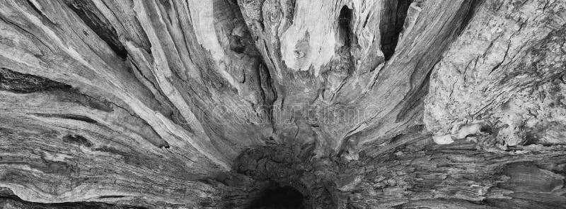 Horizontal Texture of Oak Bark. Stock Photo - Image of ecology, closeup ...