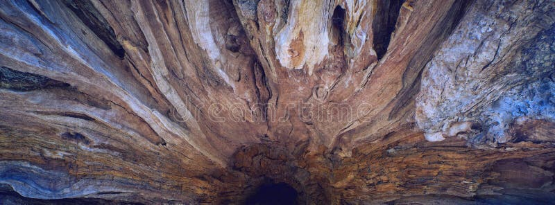 Horizontal Texture of Oak Bark. Stock Image - Image of closeup, growth ...