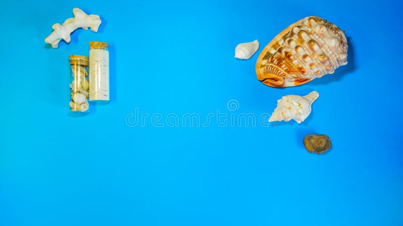 Horizontal Top Angle Shot of Various Big and Small Seashells Randomly ...