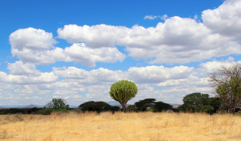 Horizontal Touffu Africain De Central De Cactus Photo stock - Image du ...