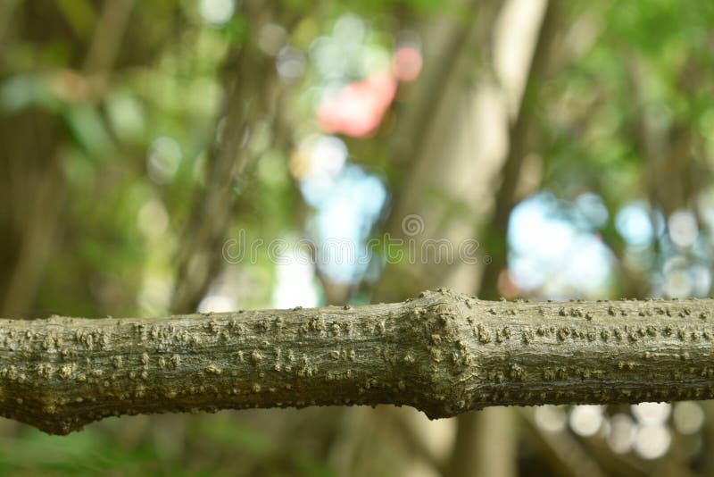 Horizontal Fir-tree Branch #1 Stock Photo - Image of green, space: 11288816